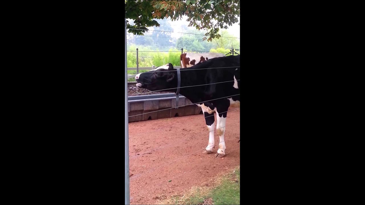 BEAT BOXING COW - YouTube