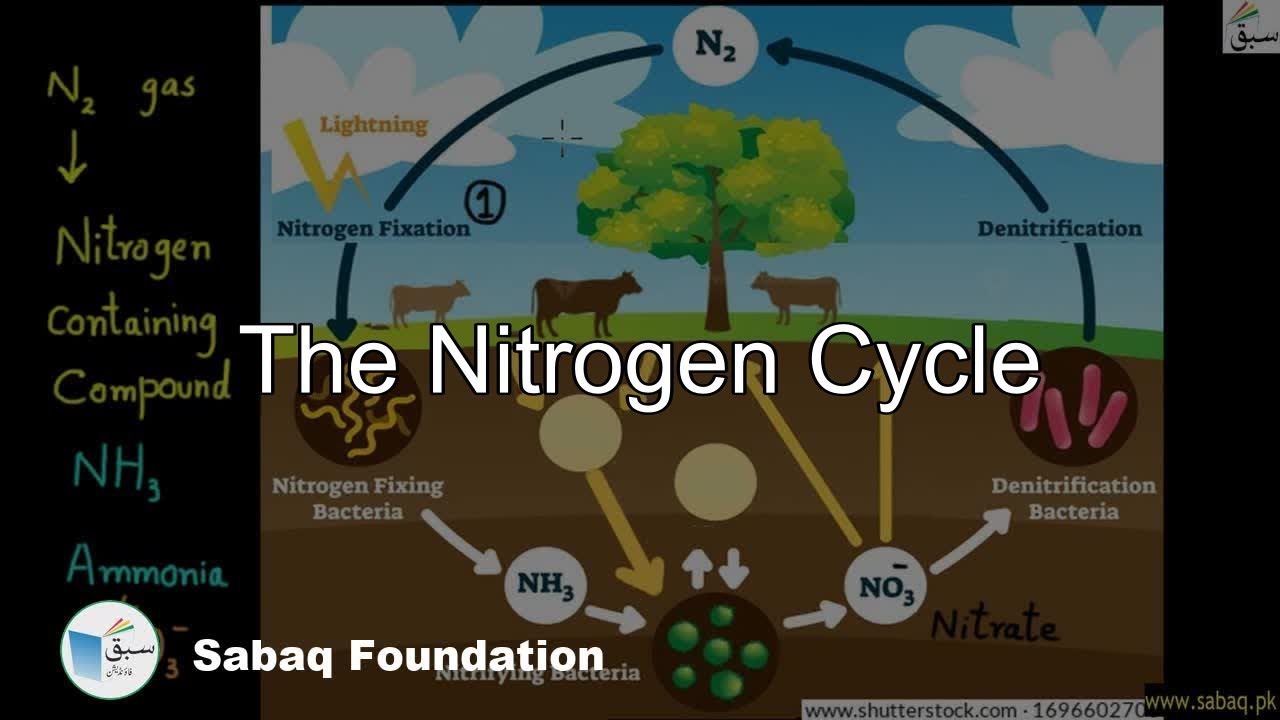 The Nitrogen Cycle, General Science Lecture | Sabaq.pk - YouTube