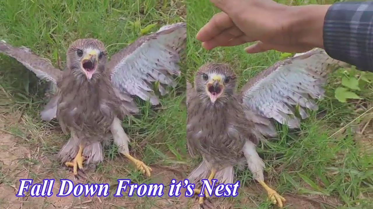 Pity Baby Hawk Fall Down From it's Nest / Baby Bird Fall Down From Nest ...