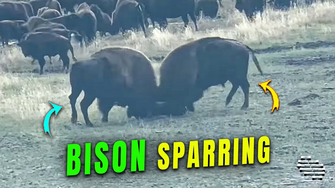 Two Bison Sparring in a Valley as Herd Ram Down a Mountain - YouTube
