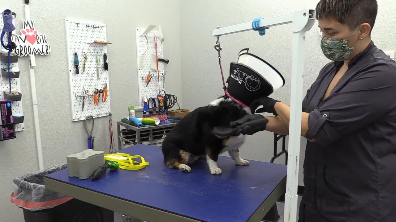 Live Deshed Unpredictable Corgi - YouTube