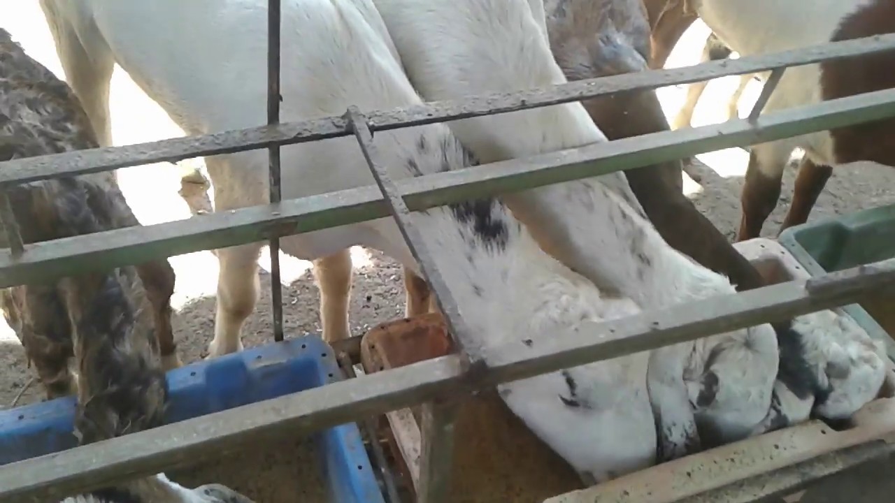 LUCKY GOAT FARM KARJAT.7506160057 - YouTube