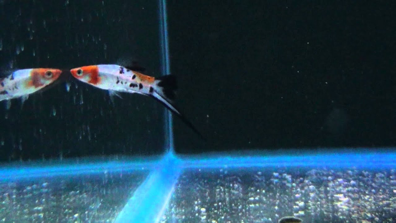 Tri-color swordtails - YouTube