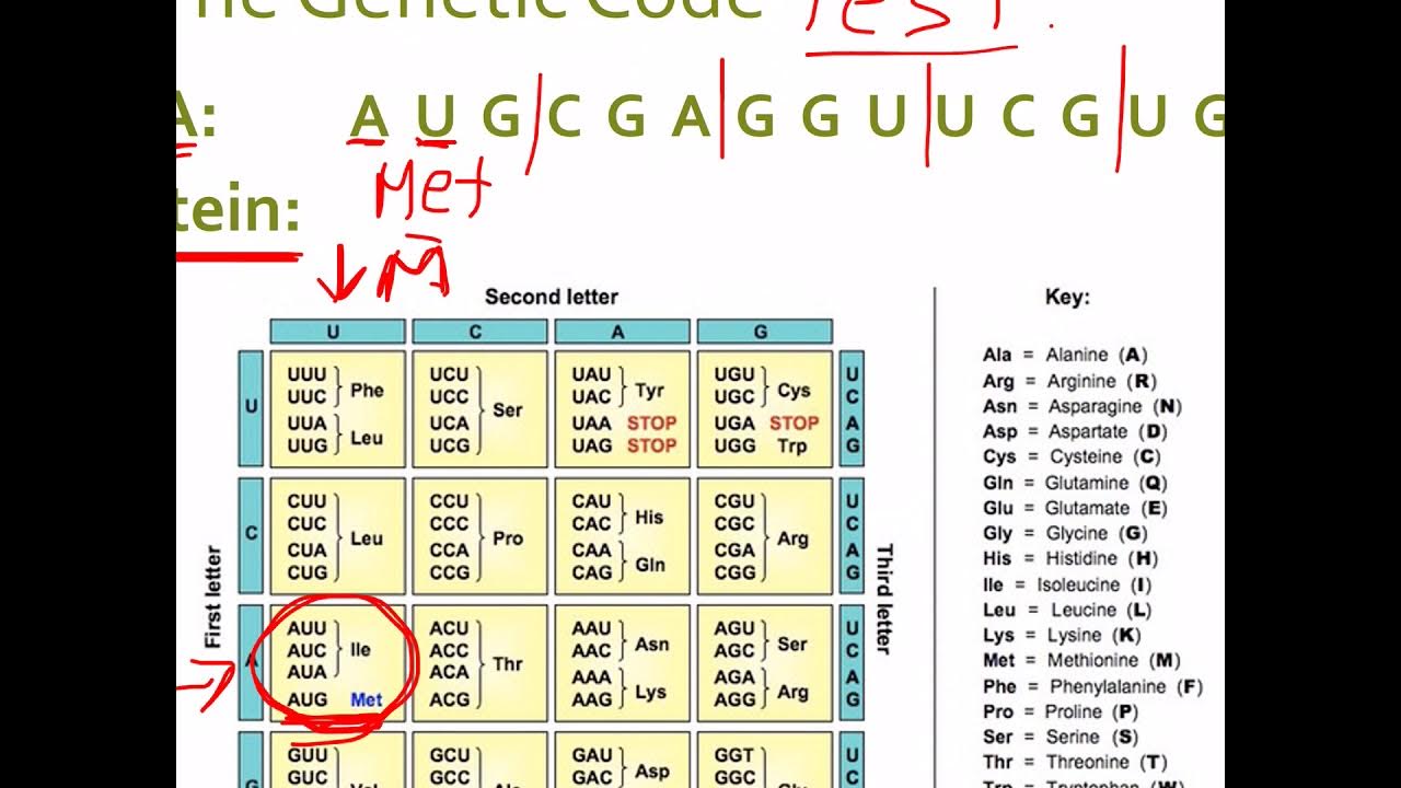 Video 3 - The Genetic Code - YouTube