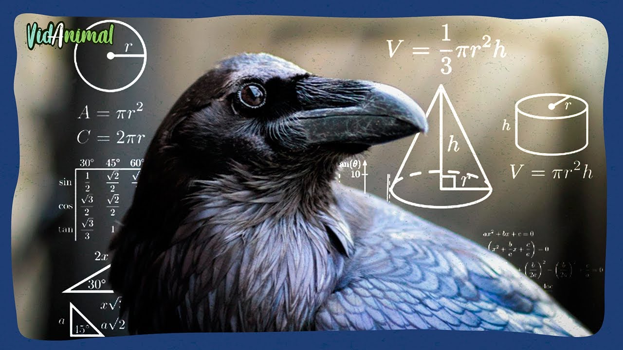 LOS CUERVOS tienen la INTELIGENCIA de un NIÑO de 7 AÑOS. - YouTube