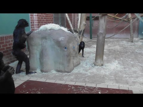 Mum And Baby Bonobo Playing Tag