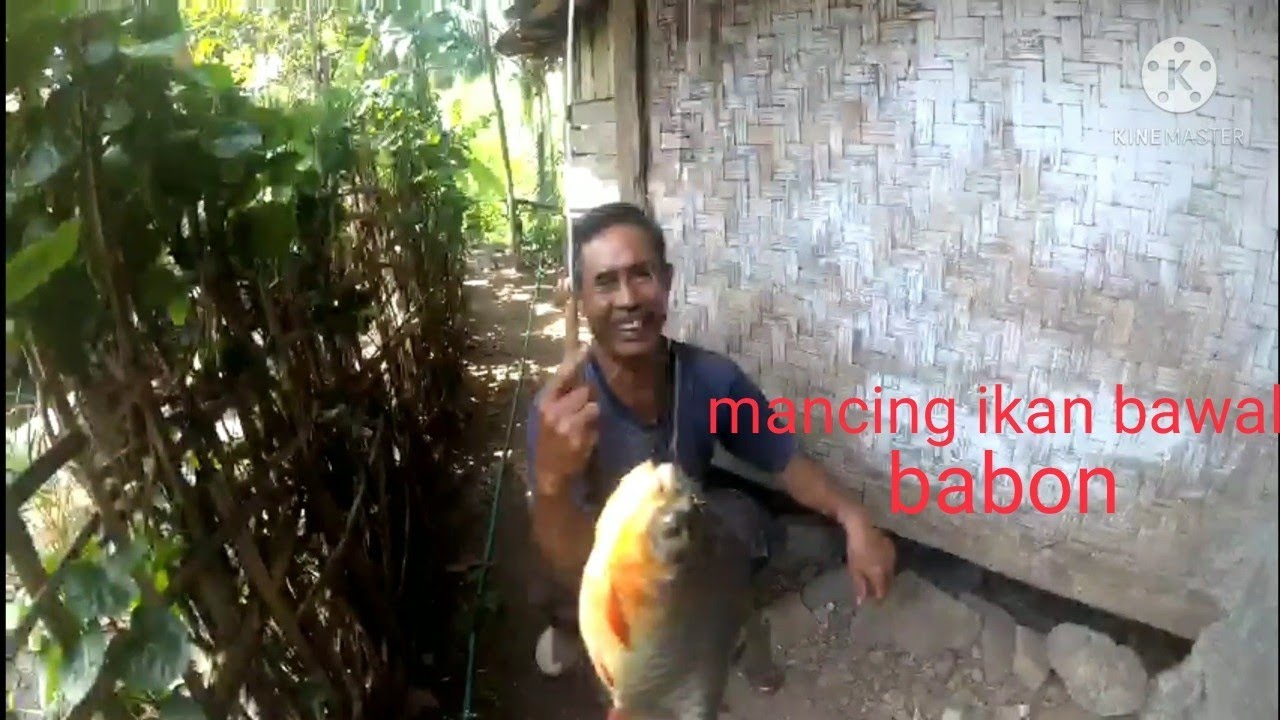 mancing ambyar terbaru 2021 Mancing ikan bawal babon - YouTube