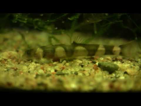 Schistura pridii - The mini dragon loach - YouTube