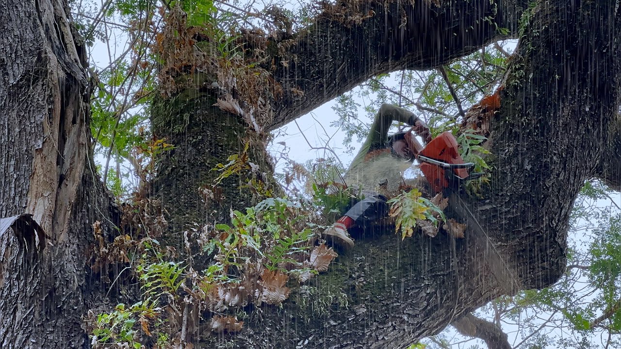 The most dangerous tree felling in the rainy season ‼️ - YouTube