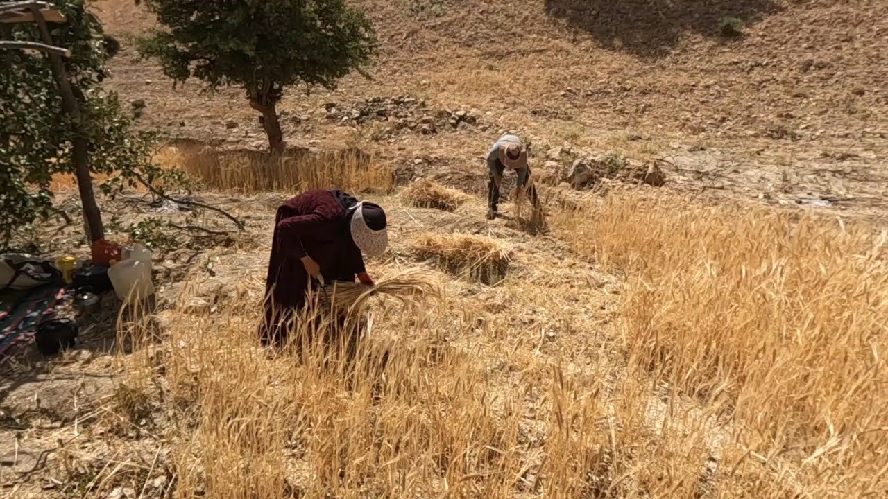 HelloThe cooperation of nomadic men and women to harvest their ...