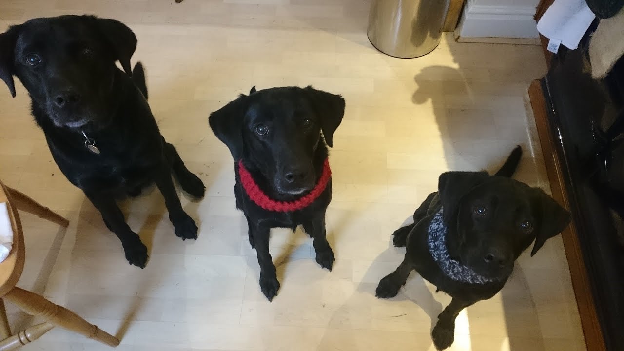 Three Dogs and only One Pair of Hands! - YouTube