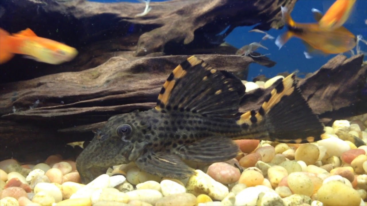My Favorite Rare Fancy Pleco Fish Collection-1 - YouTube
