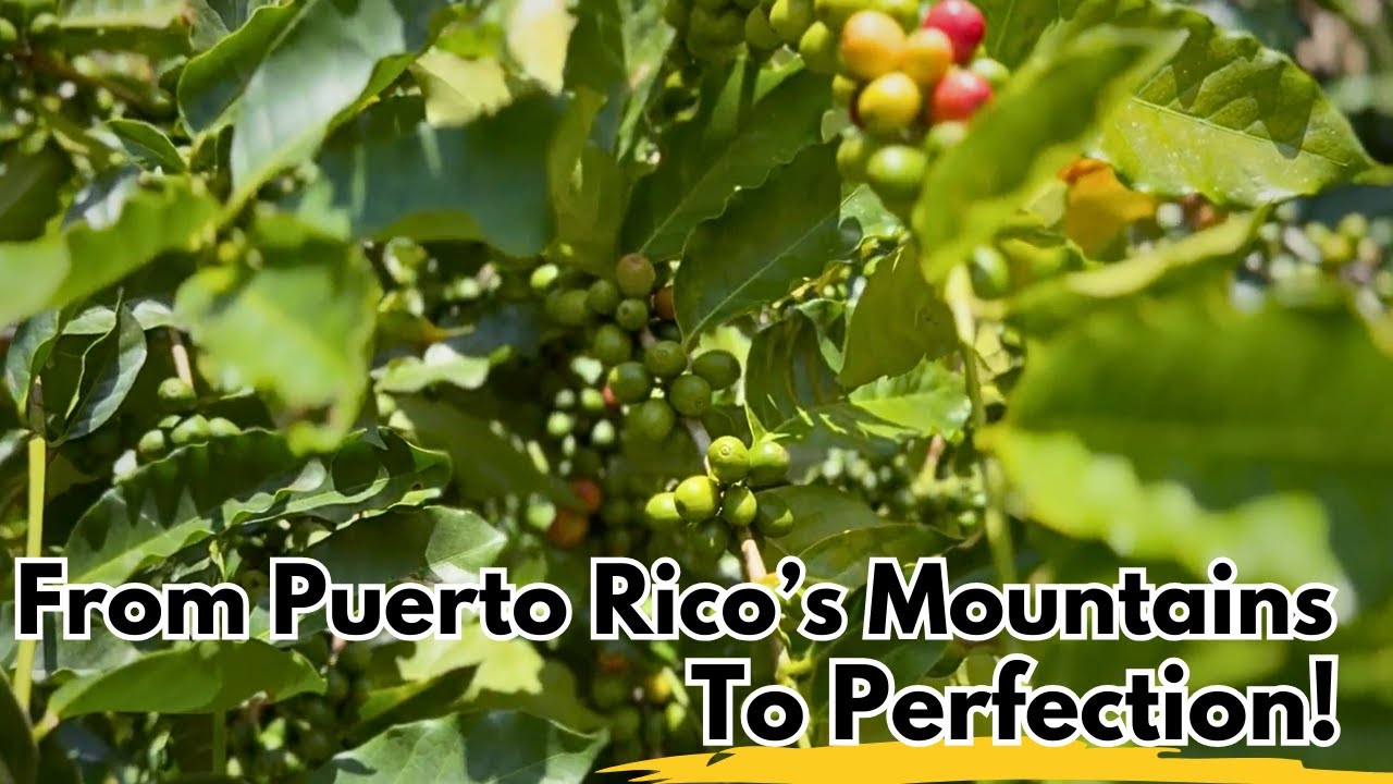 From the Highest Mountains of Puerto Rico to Your Cup! - YouTube