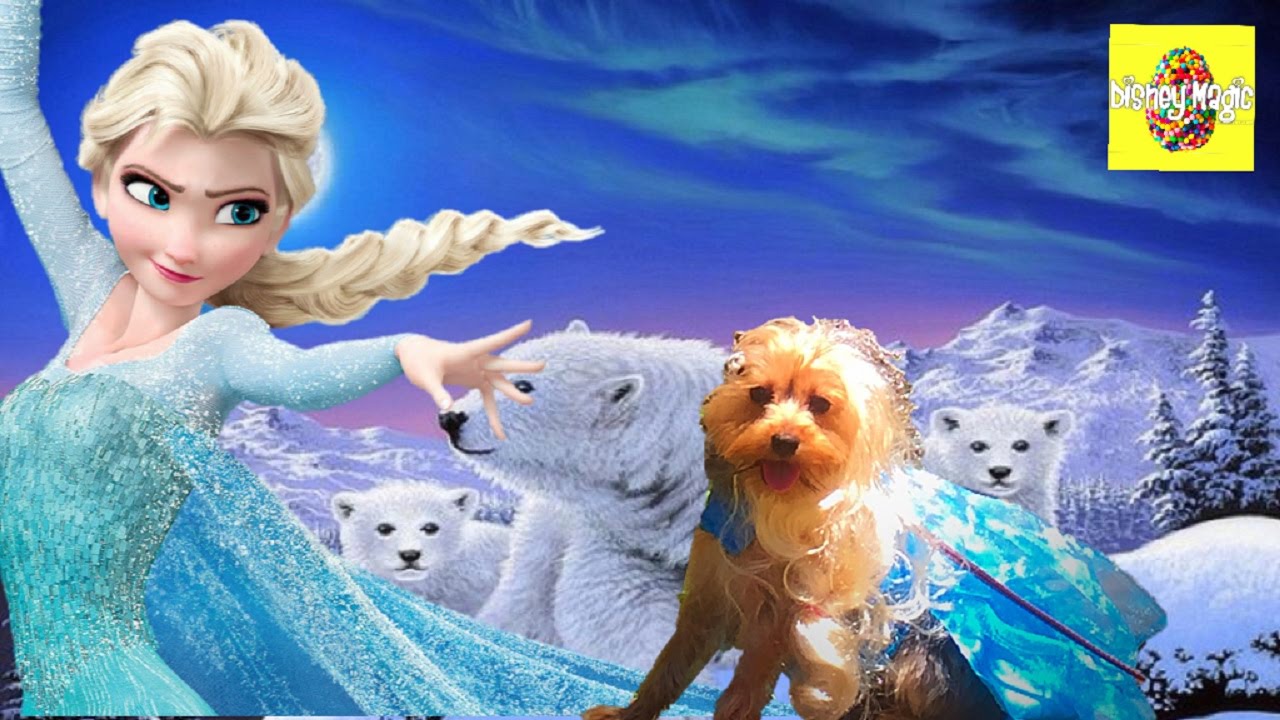 ELSA FROZEN DOG Visits The Polar Bears - YouTube