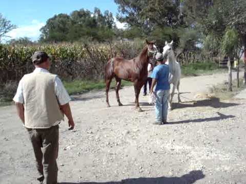 LA MAKILA DE ESTE CABALLO SE VENDE EN 300000 PESOS