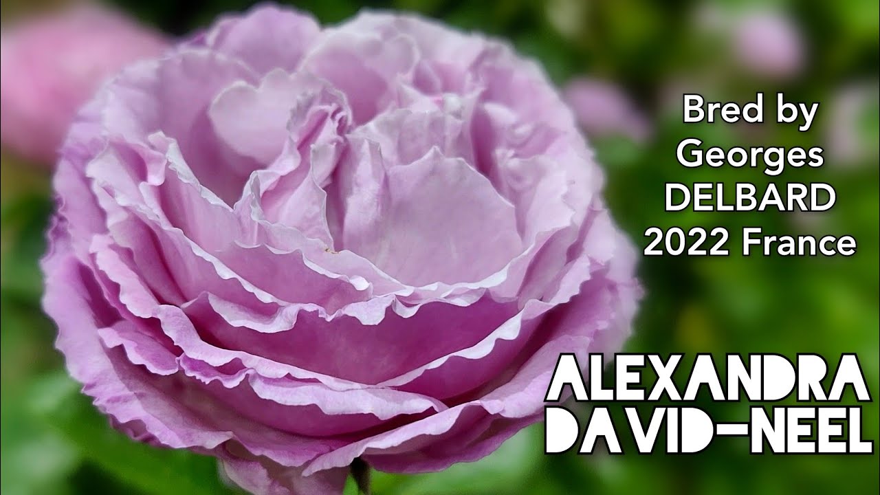 ALEXANDRA DAVID-NEEL ROSE plant by Georges DELBARD France 2022 バラ ...
