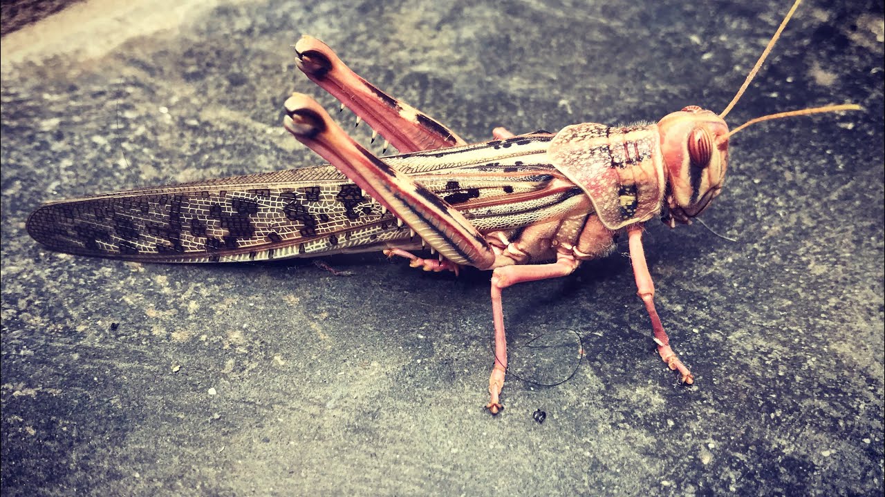 Locust Attack - YouTube