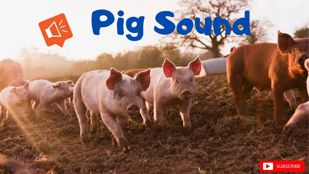 Pig Sound - YouTube