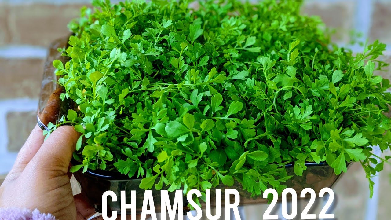 🙏Chamsur/Asario Harvest 2022🇳🇵🇺🇲 Texas - YouTube