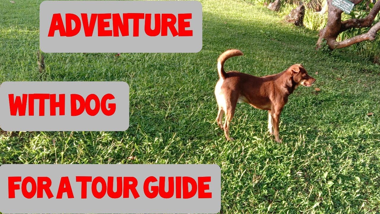 Today For my Adventure With Dog for Tour Guide The beautiful View - YouTube