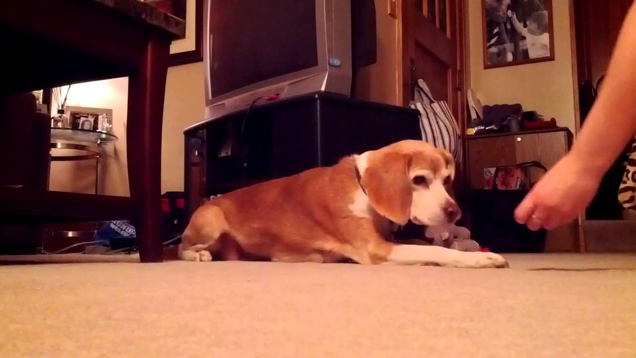 Dog crawl - YouTube