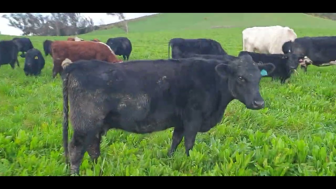 strip grazing angus cattle with calves at foot chicory plantain red ...