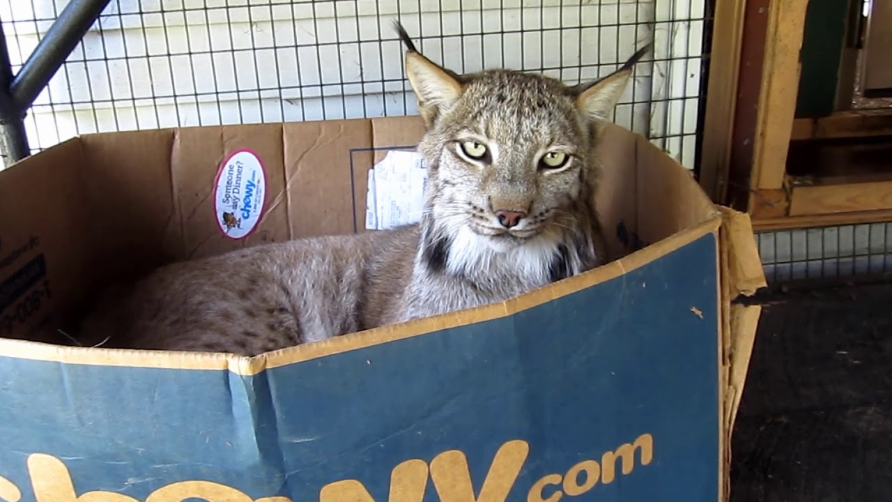 Max Canada Lynx Fun & Games - YouTube