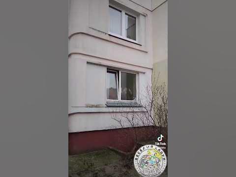 Белый медведь Пломбир поднимает настроение всем окружающим людям ...