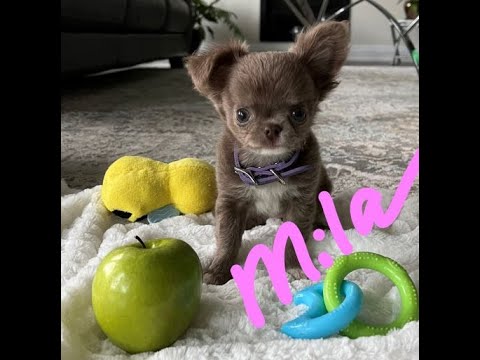 Chihuahua is… Watch to find out!#chihuahua #pets #dog - YouTube