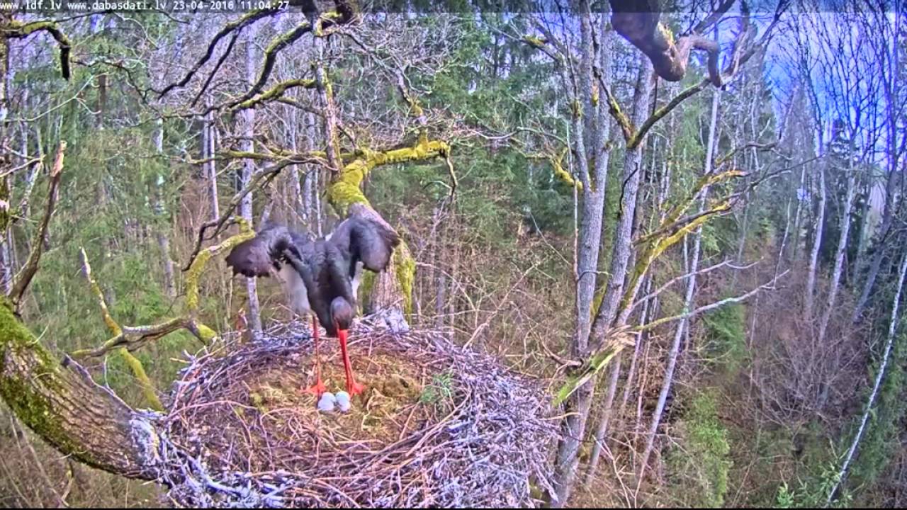 11h03m melnais starkis male is diging the nest ground and turns the ...