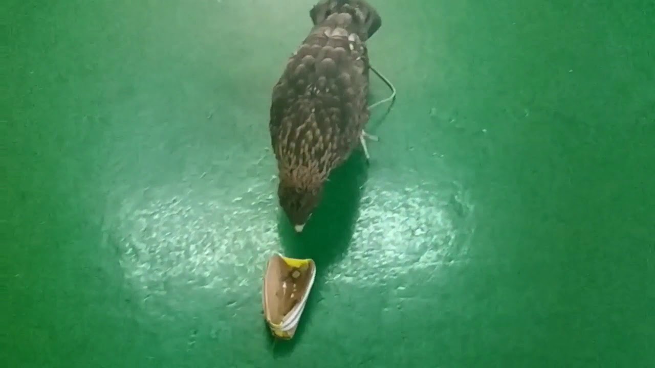 Tips perawatan burung elang black kite/elang Paria - YouTube