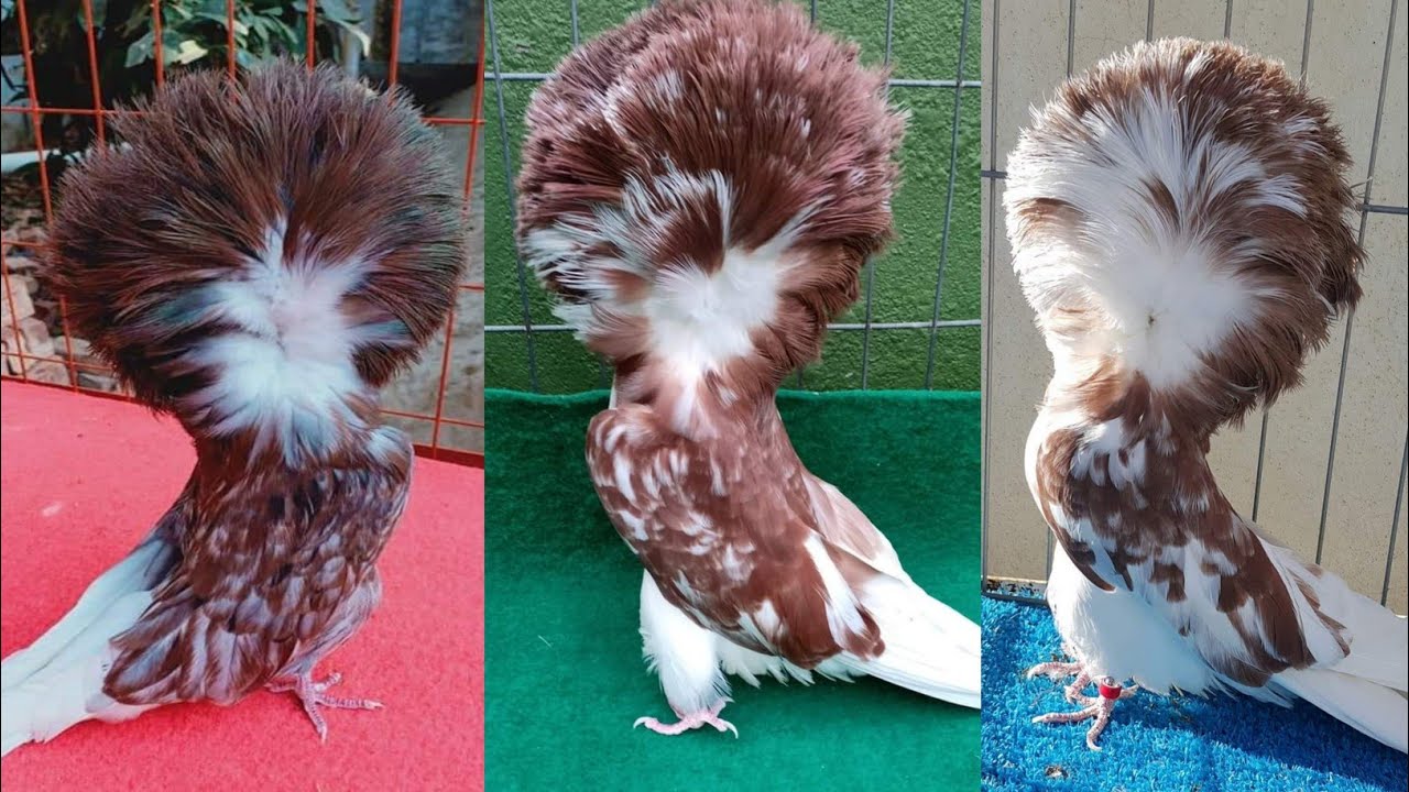 Most Beautiful Red splash Jacobin Pigeon . The World's Highest Quality ...
