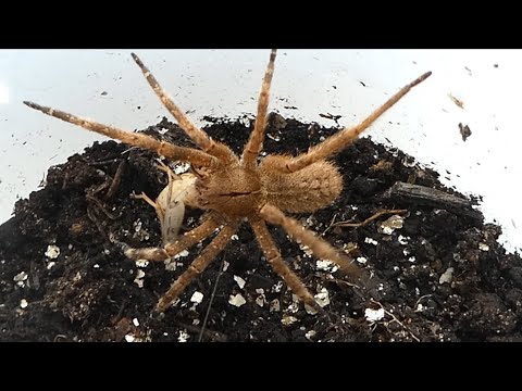 @Philip fish 50 awesome takedown by a  Phoneutria Nigriventer it did a somersault and midair catch