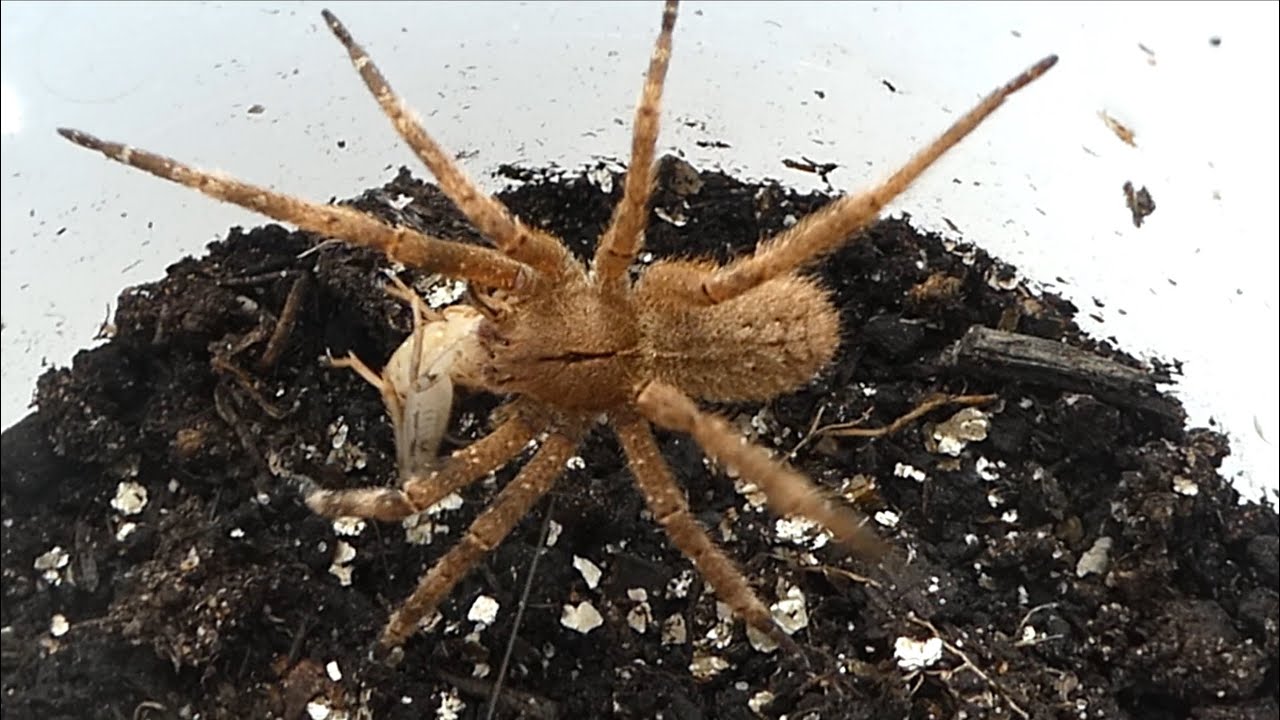 @Philip fish 50 awesome takedown by a Phoneutria Nigriventer it did a ...