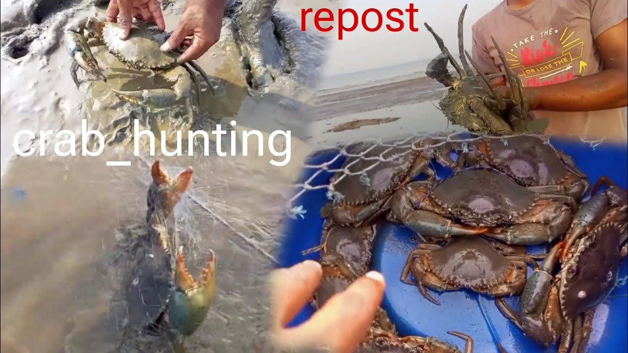crab catching video || catching big mud crap in the sea || how to catch ...