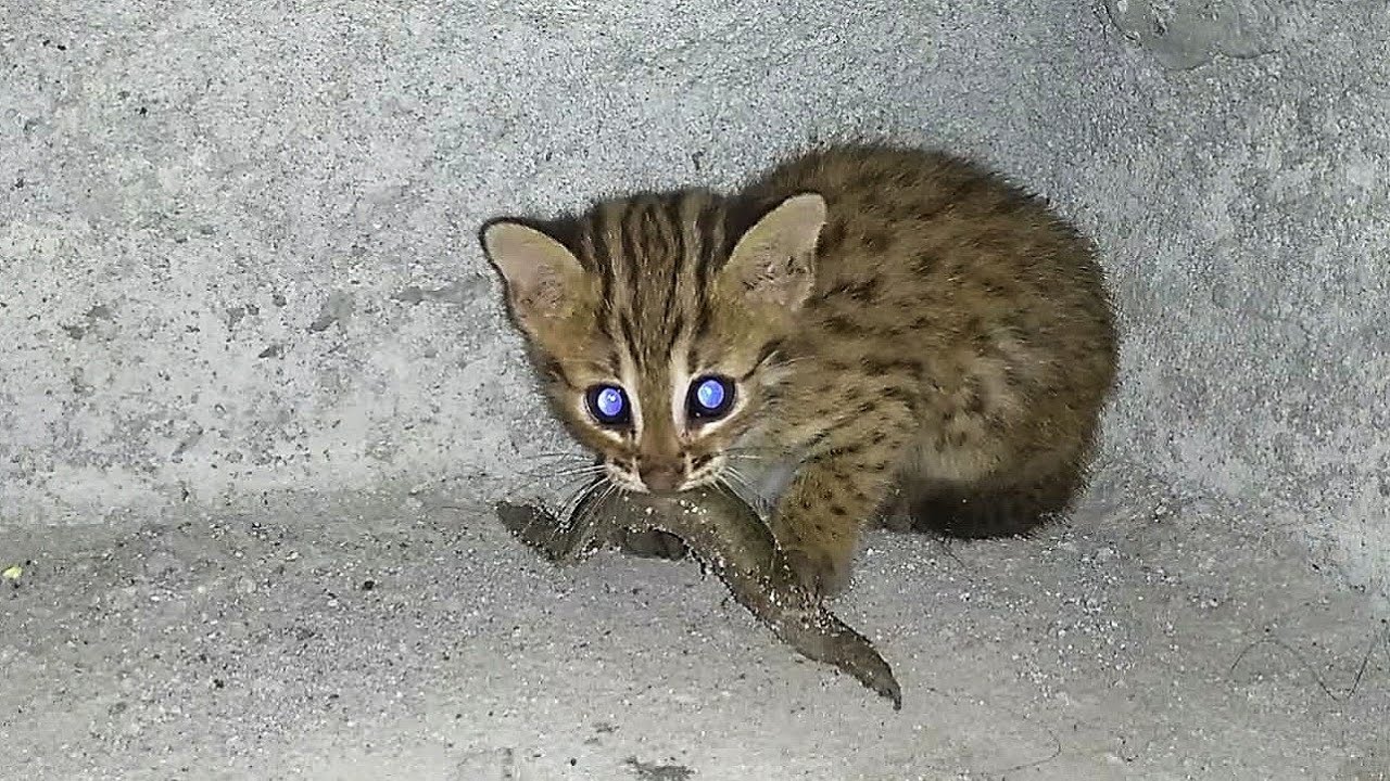 Memberi Makan Kucing Blacan - YouTube