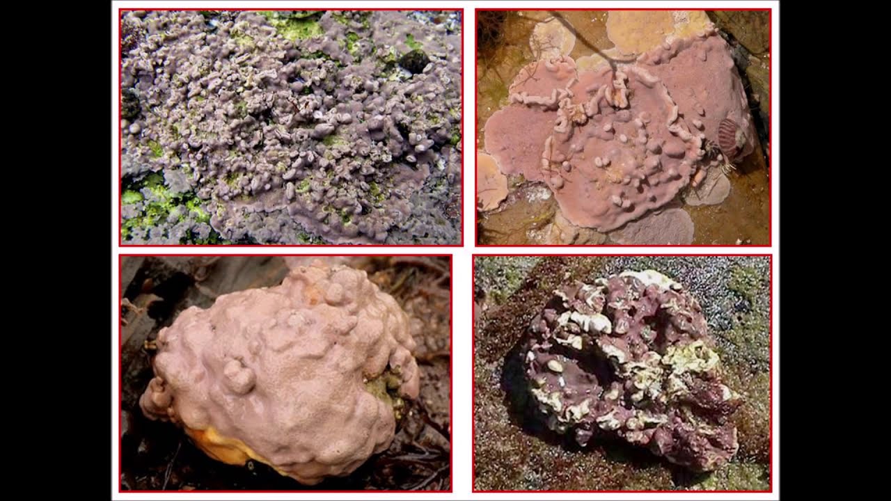 Práctica 6. Feofitas y Rodofitas - YouTube