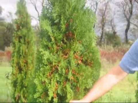 How to Care and Trim an Arborvitae - YouTube