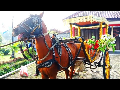 Kuda - Kuda Delman - Persiapan Kuda Dokar Kirab Budaya Banyumas - Lagu ...