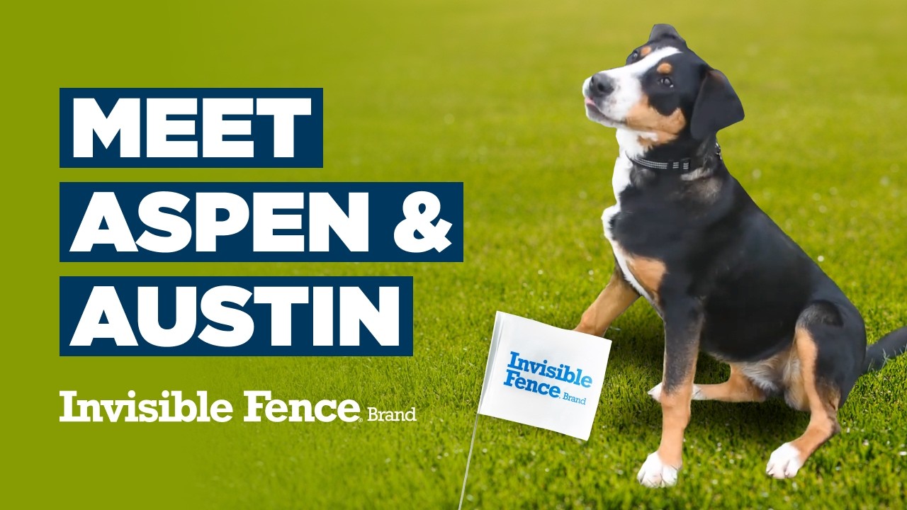 Meet Aspen & Austin from NY | Invisible Fence® Brand Customer Story ...