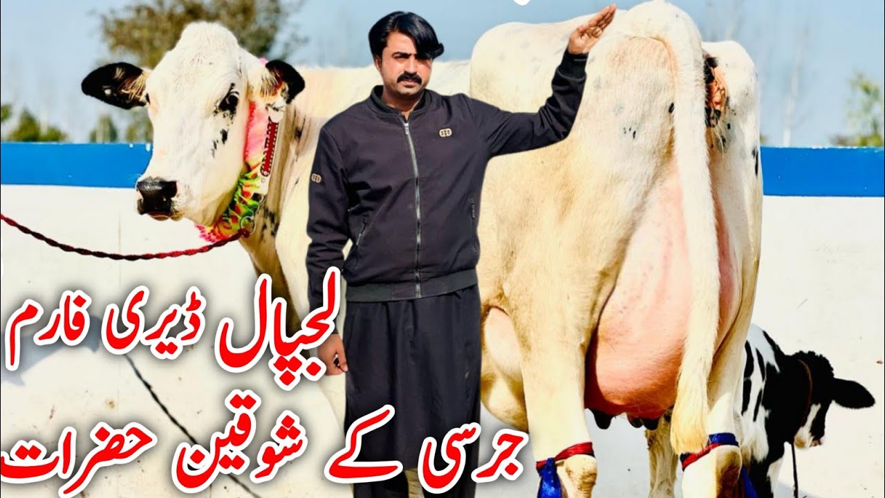 Lajpal Dairy Farm | American breed Jersey cows | Best Cows ever | Jani ...