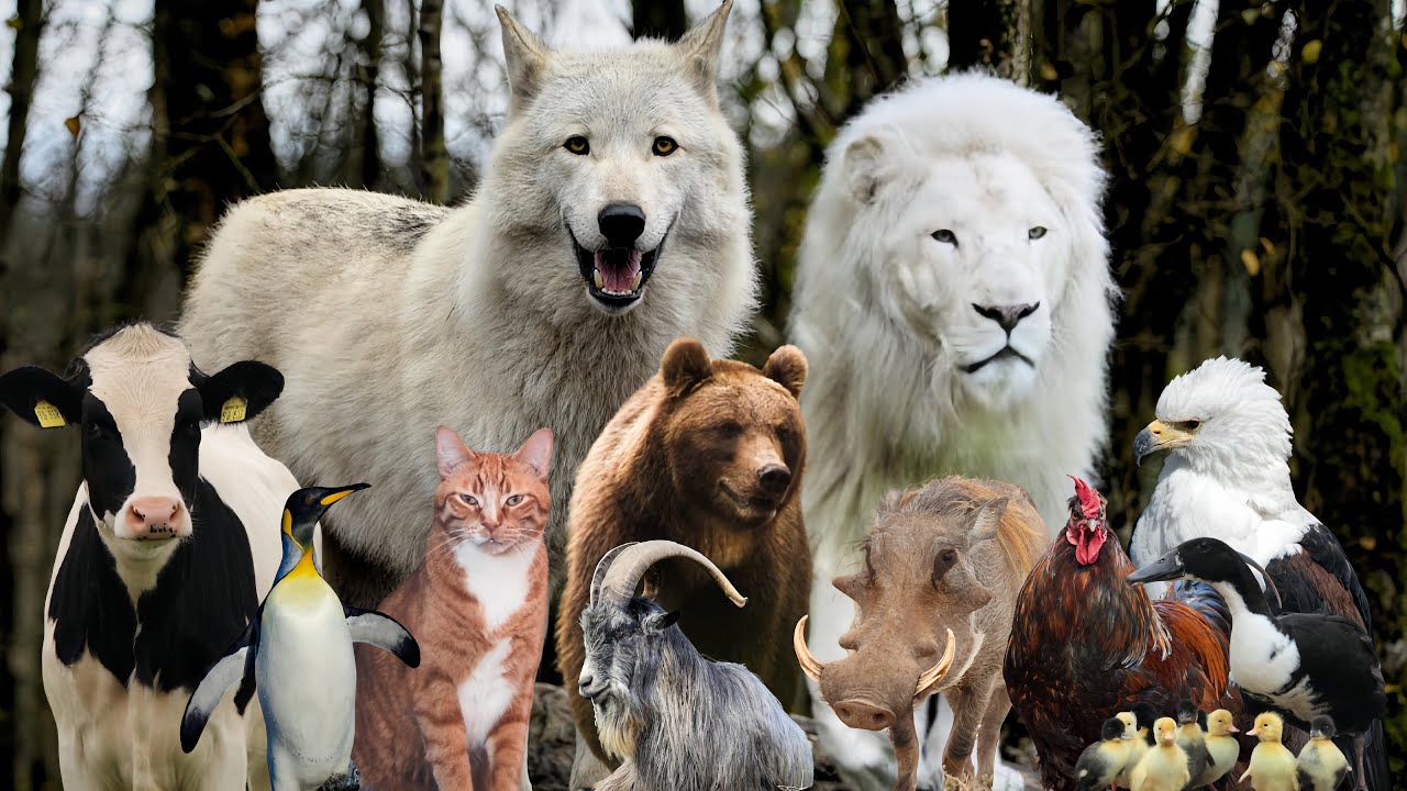 Wild and Farm Animal Compilation: Nature’s Best Creatures: Cat, Cow ...