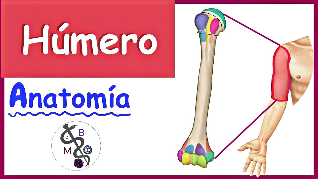 Anatomía del HÚMERO | Explicación Fácil y Dinámica! - YouTube