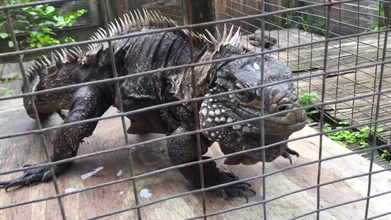 Mystery on the Tortoise Farm - YouTube