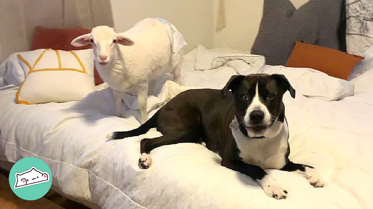 Pittie Babysits A Tiny Lamb To Get Wooly Cuddles | Cuddle Buddies - YouTube