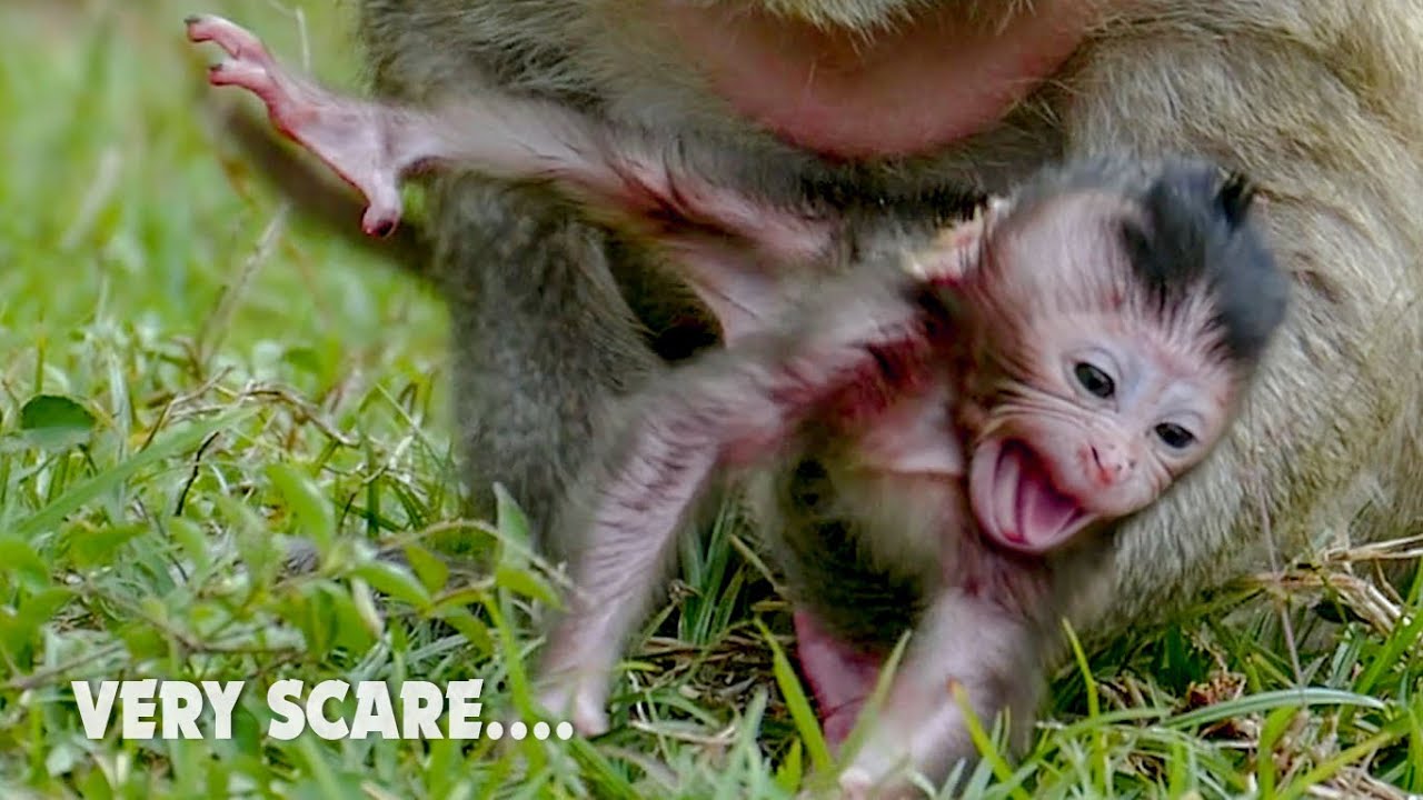 Goosebumps!!! Poor newborn baby monkey Billy so fear because abandoned ...