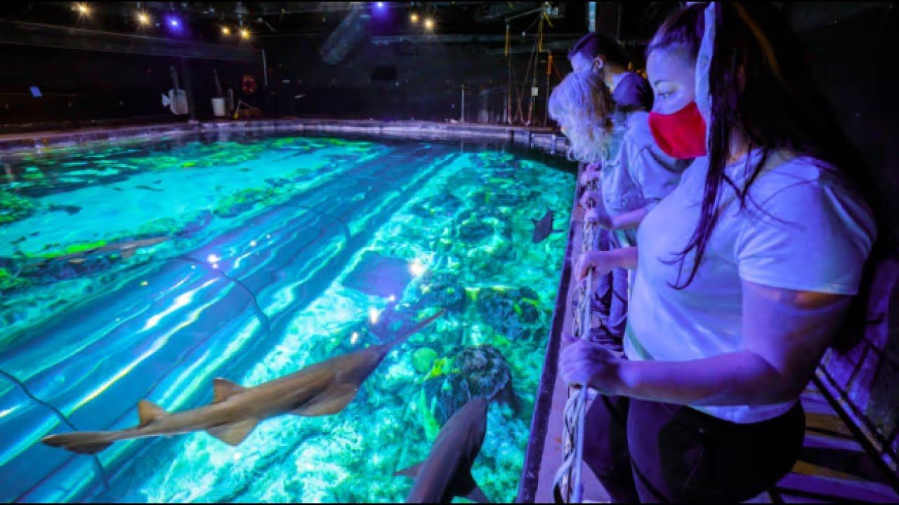The Ultimate Shark Experience is back at SeaWorld San Antonio this week ...