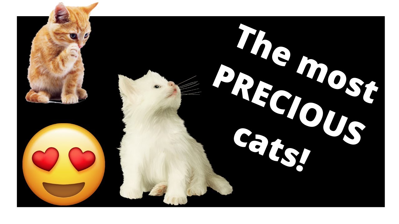 Funny Kittens | The most PRECIOUS cats.😻 - YouTube