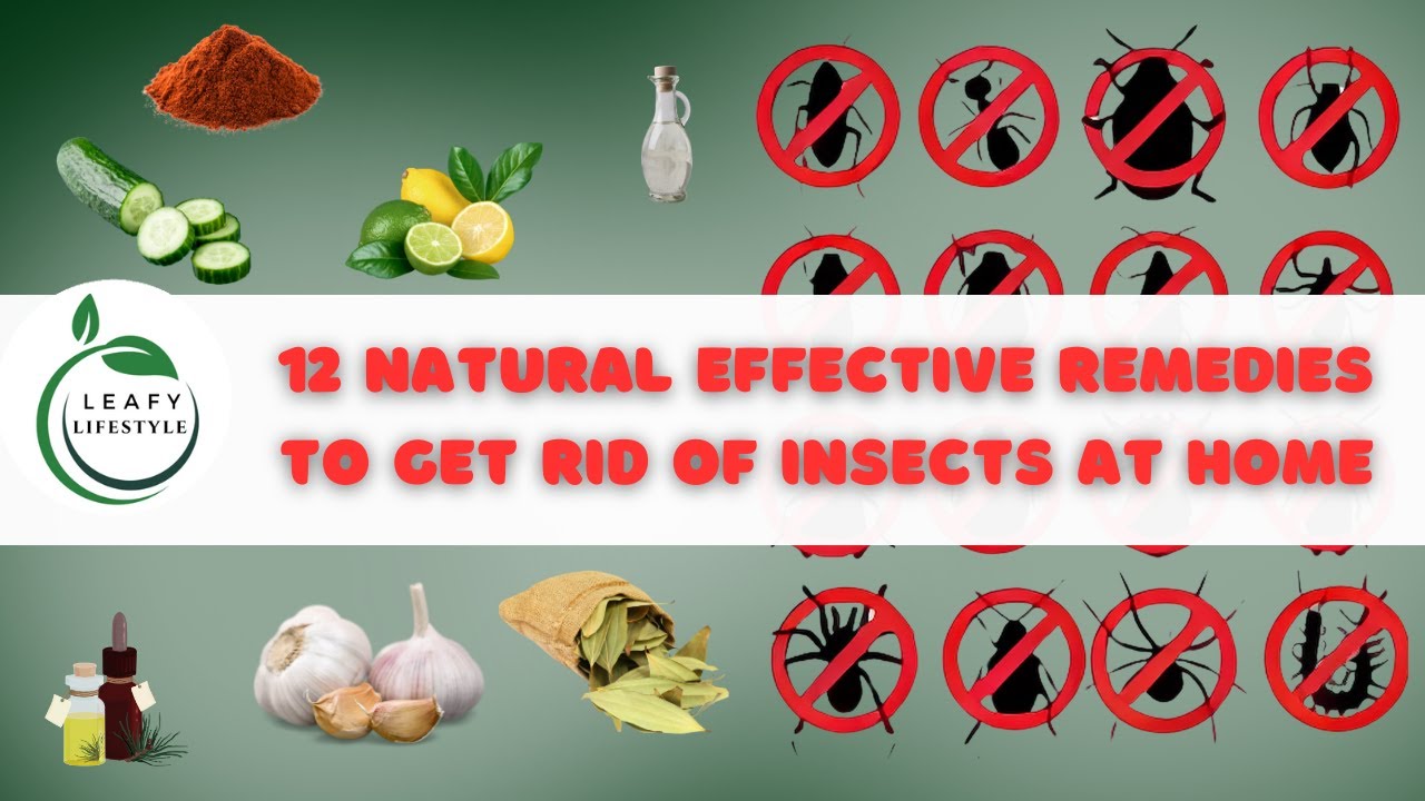 12 Natural & Effective Ways to Get Rid of All Insects at Home - YouTube