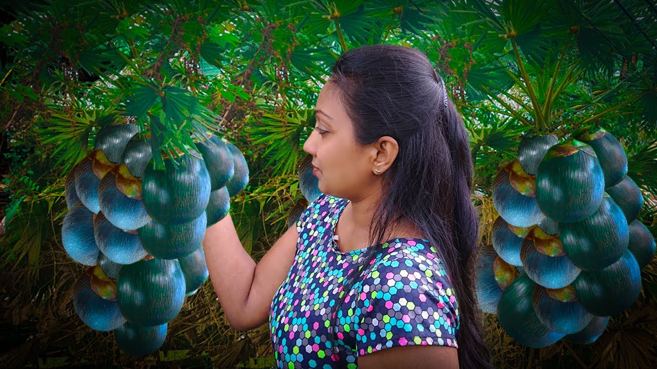 Sweet Palmyra Treat🌴 Homemade Palmyra Palm Fruit Pudding🌴 Amazing PALM ...